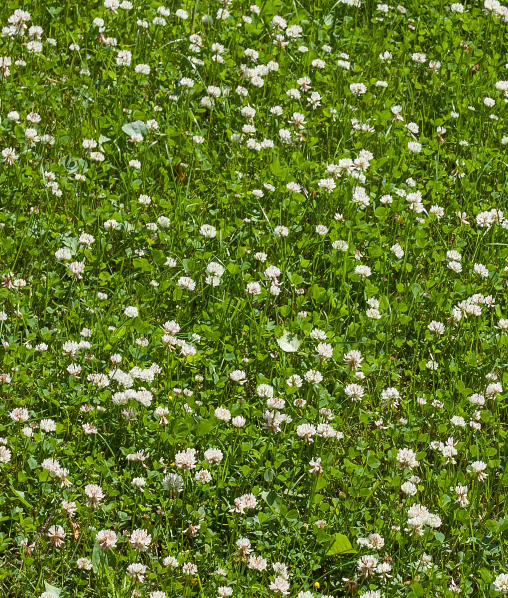Over Seeding Grazing Leys Or Pasture With WHITE CLOVER SEED